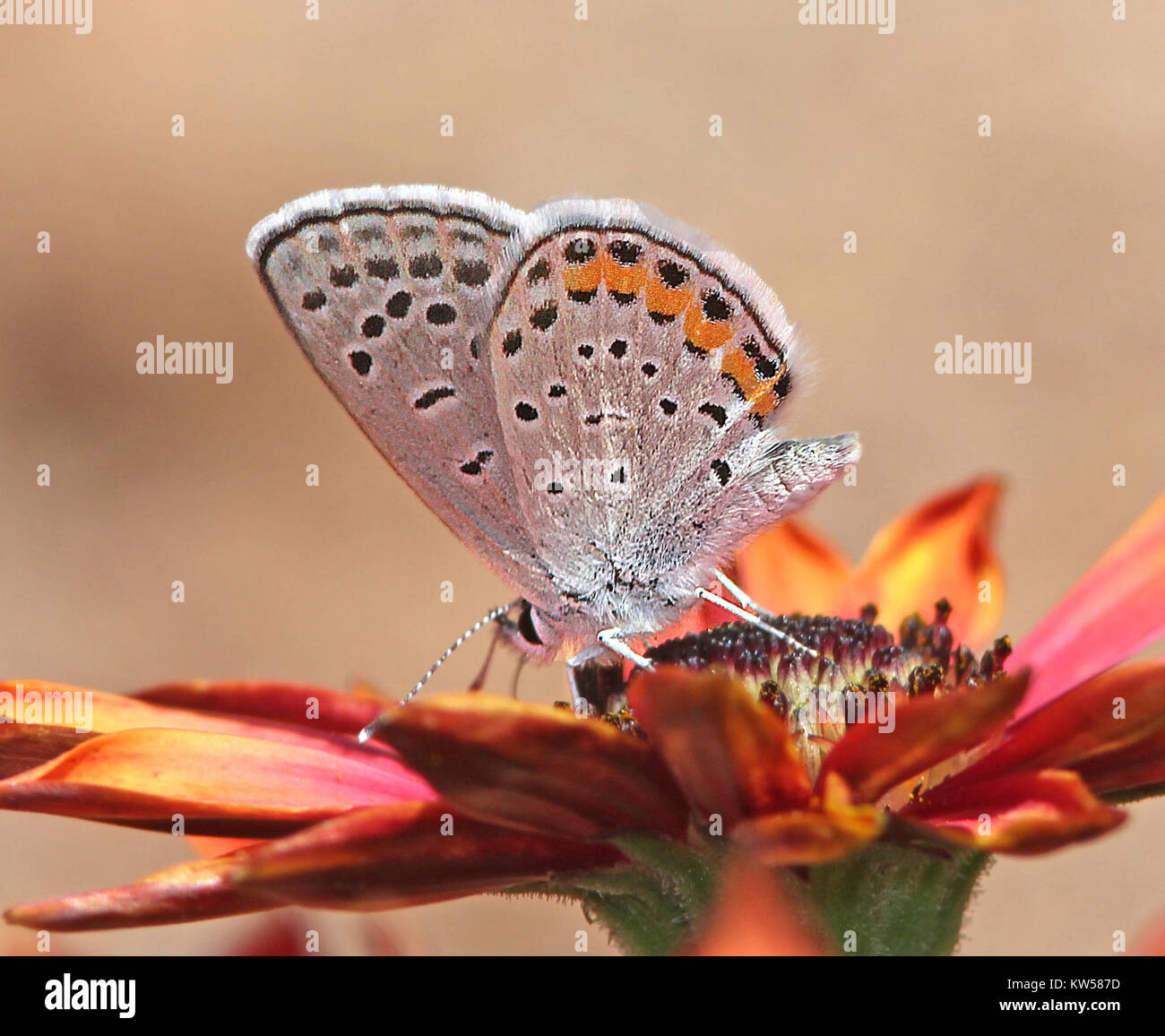 The Acmon Blue (Plebejus acmon) butterfly was photographed at Patagonia ...