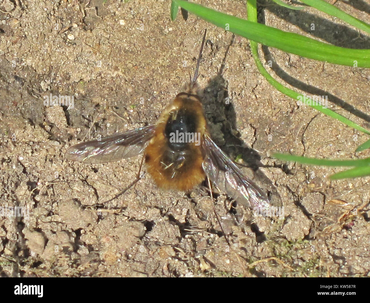 Bombylius major, also known as the Large Bee Fly, is a species of hoverfly found in Arnhem, the ...