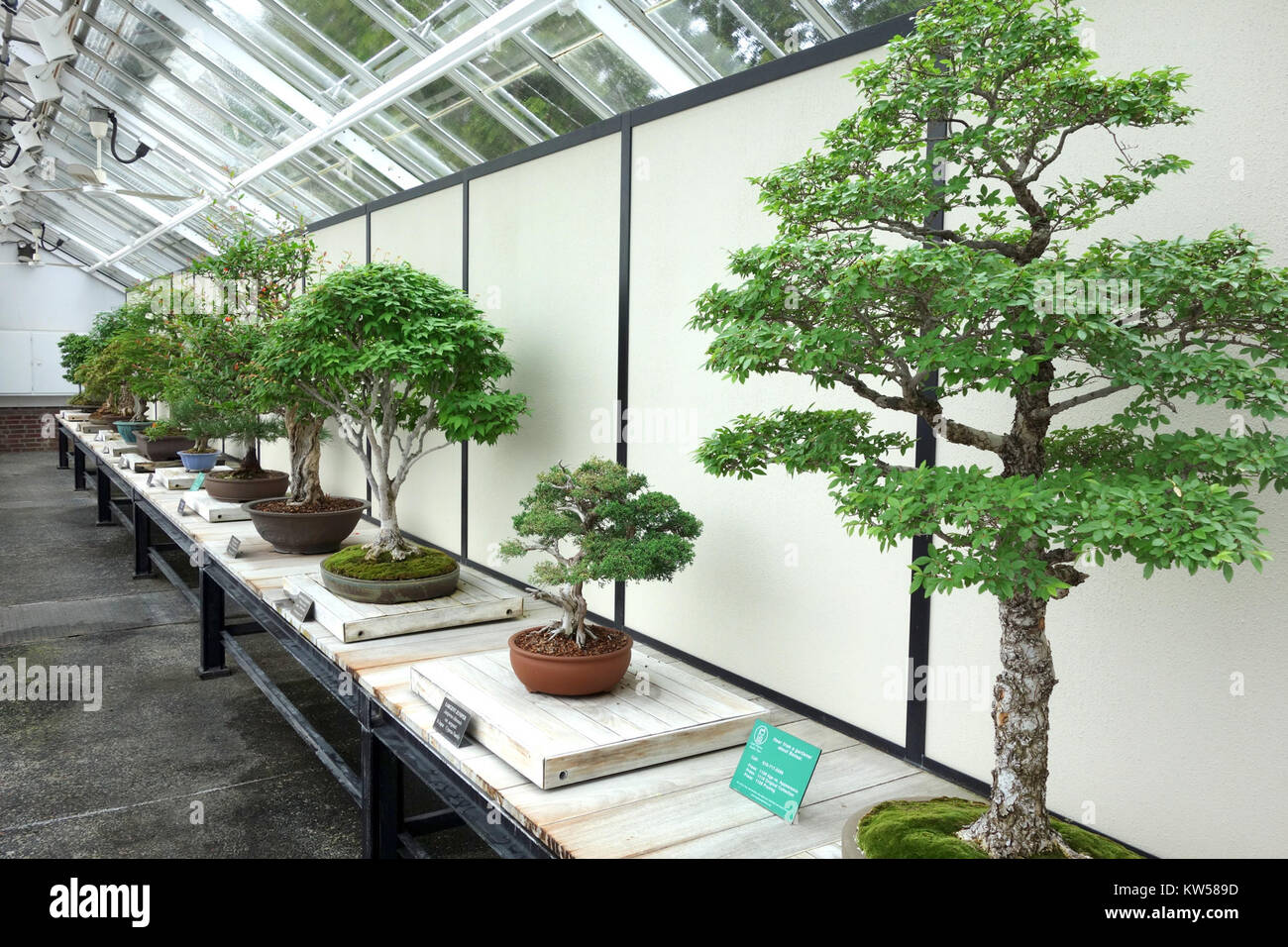 The bonsai exhibit at Longwood Gardens features an array of ...