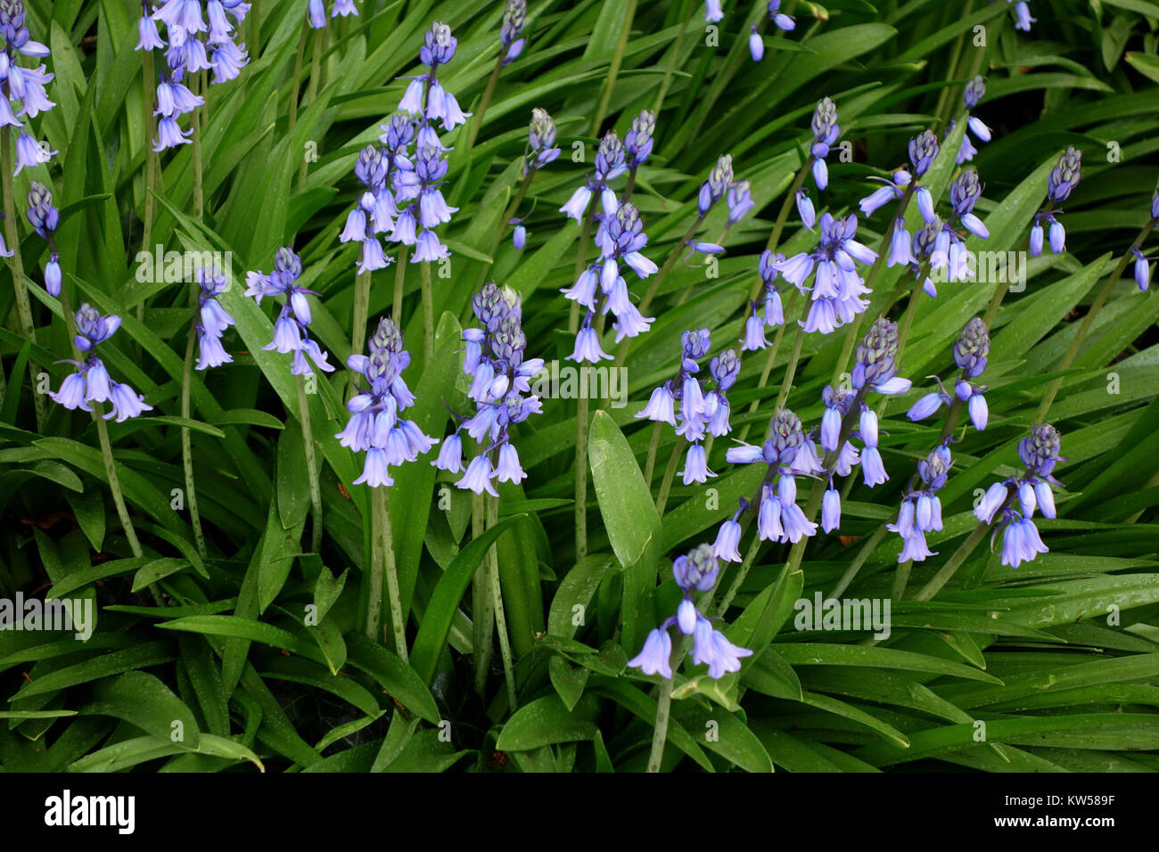 Showcases clusters of vibrant blue flowers hi-res stock photography and ...