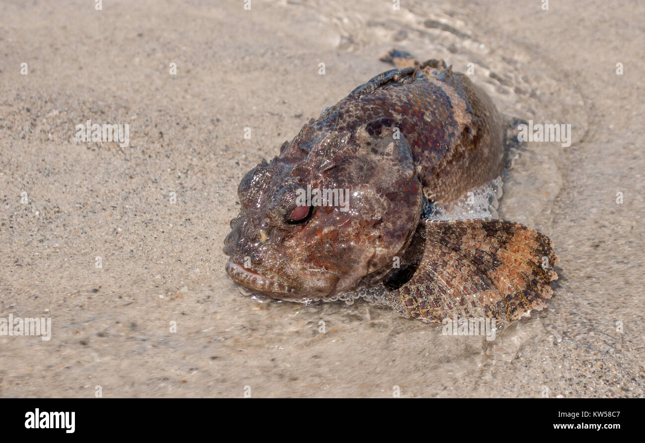 Bocon toadfish is a species known for its distinct features and habitat ...