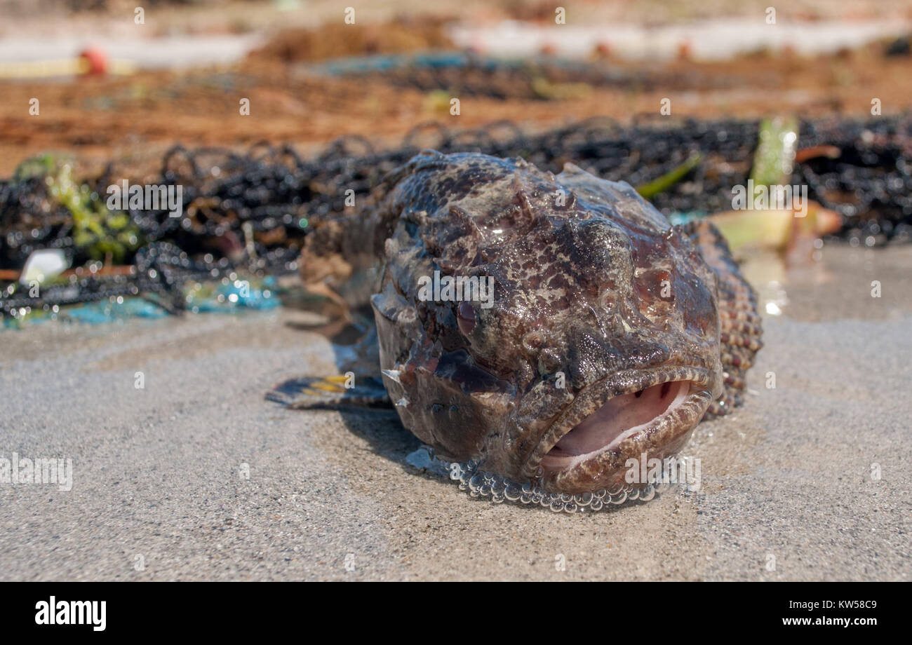 Toadfish illustration hi-res stock photography and images - Alamy
