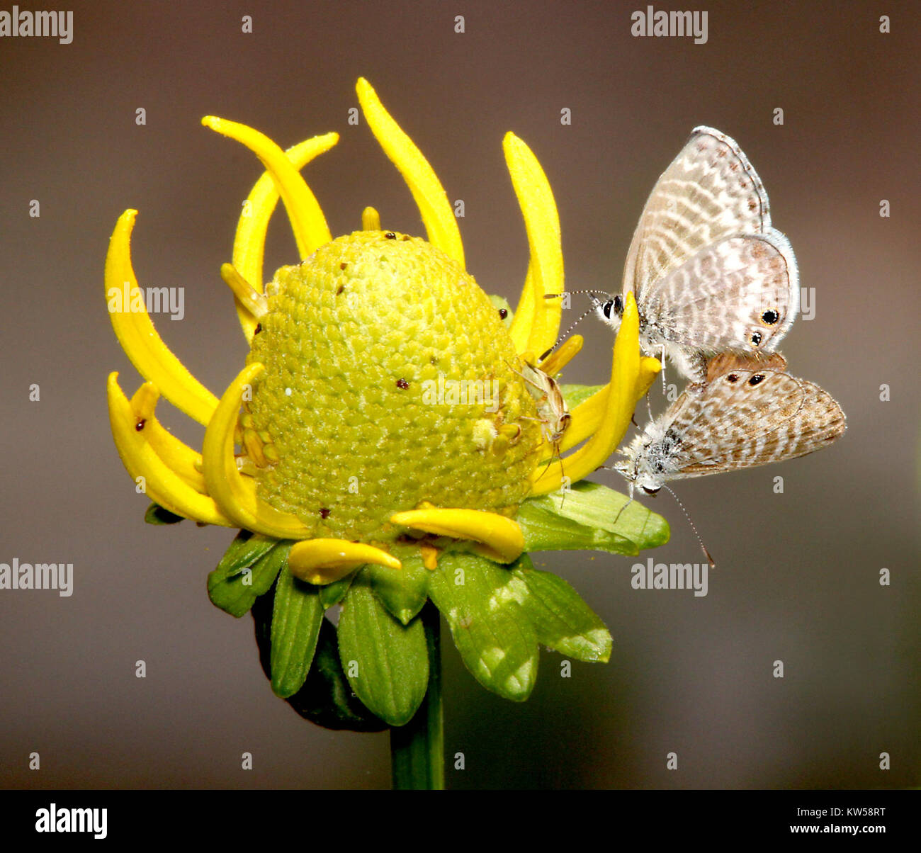 The photograph features the BLUE Marine butterfly (Leptotes marina ...