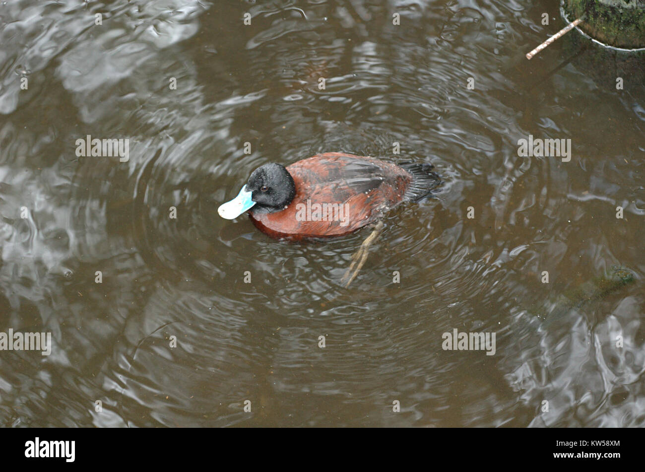 This research covers the Blue-billed Duck at the Melbourne Zoo ...