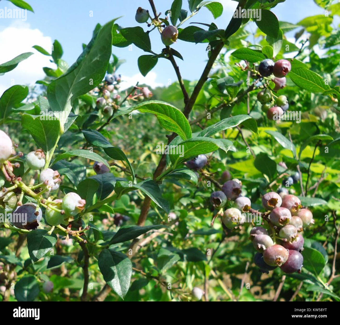 Blueberries grow on bushes in New Jersey, showcasing the typical ...