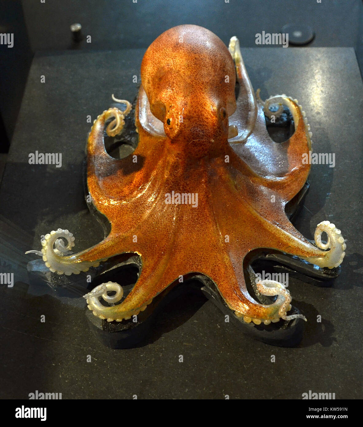 The Blaschka Natural History Museum in London showcases the detailed ...