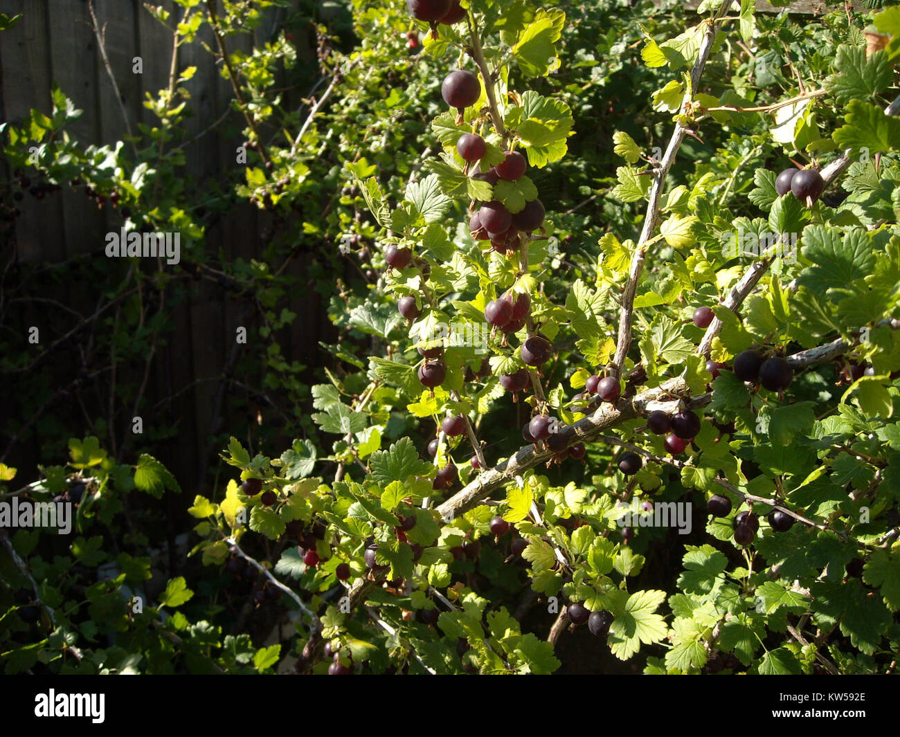 Telarc records hi-res stock photography and images - Alamy