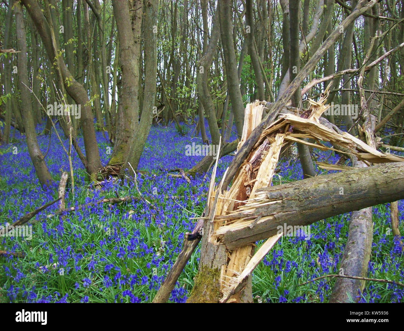 Matfield kent hi-res stock photography and images - Alamy