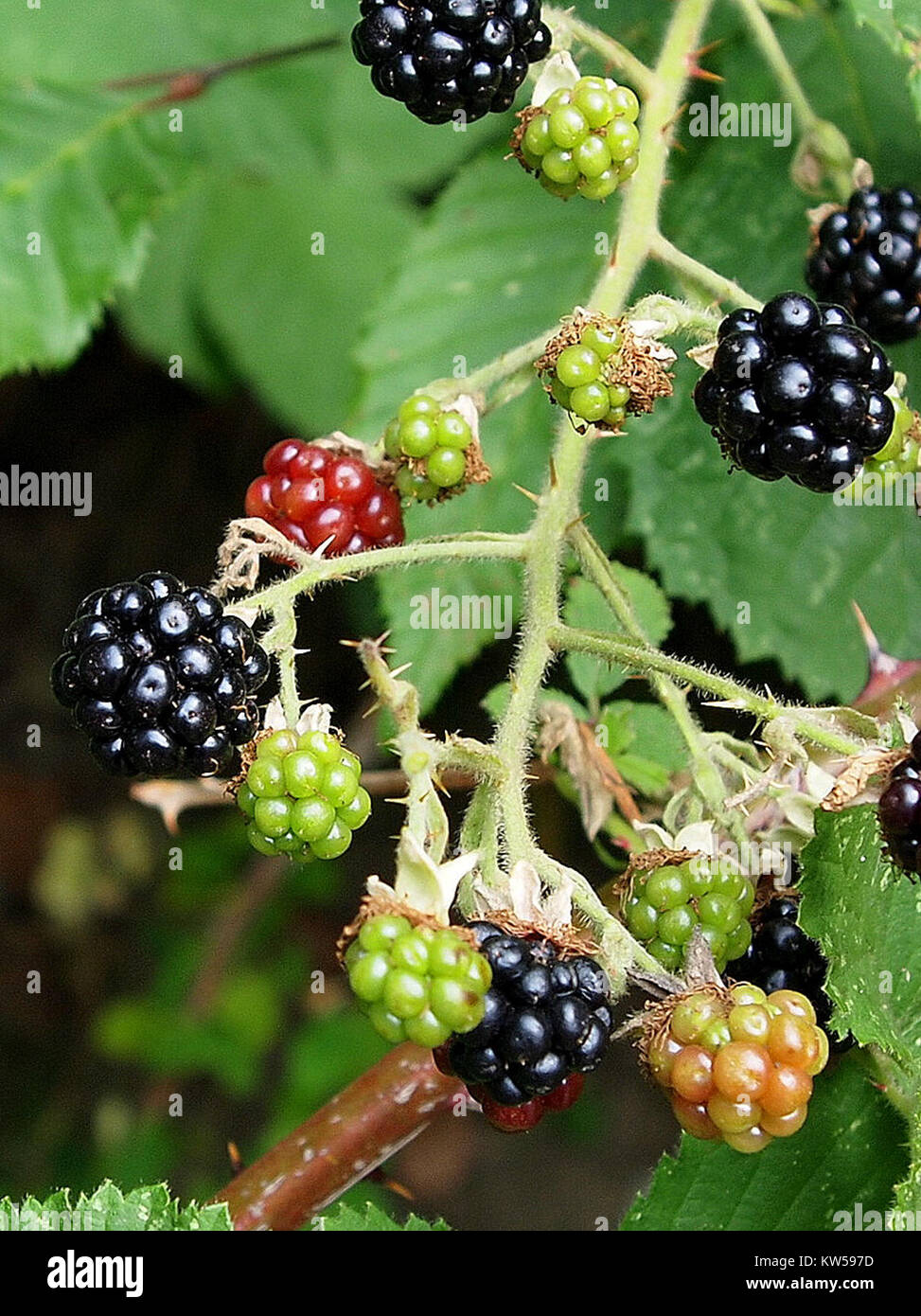 Blackberries, known as Brombeeren in German, are a popular fruit with ...