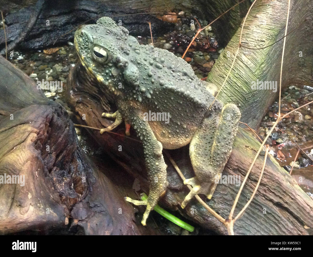 Borneo river toad hi-res stock photography and images - Alamy