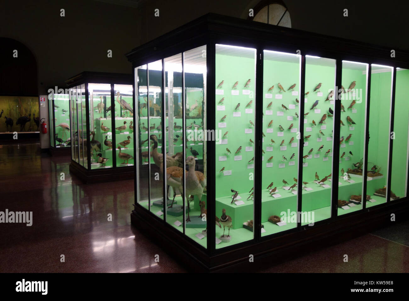 Bird room Museo Civico di Storia Naturale Giacomo Doria Genoa, Italy ...