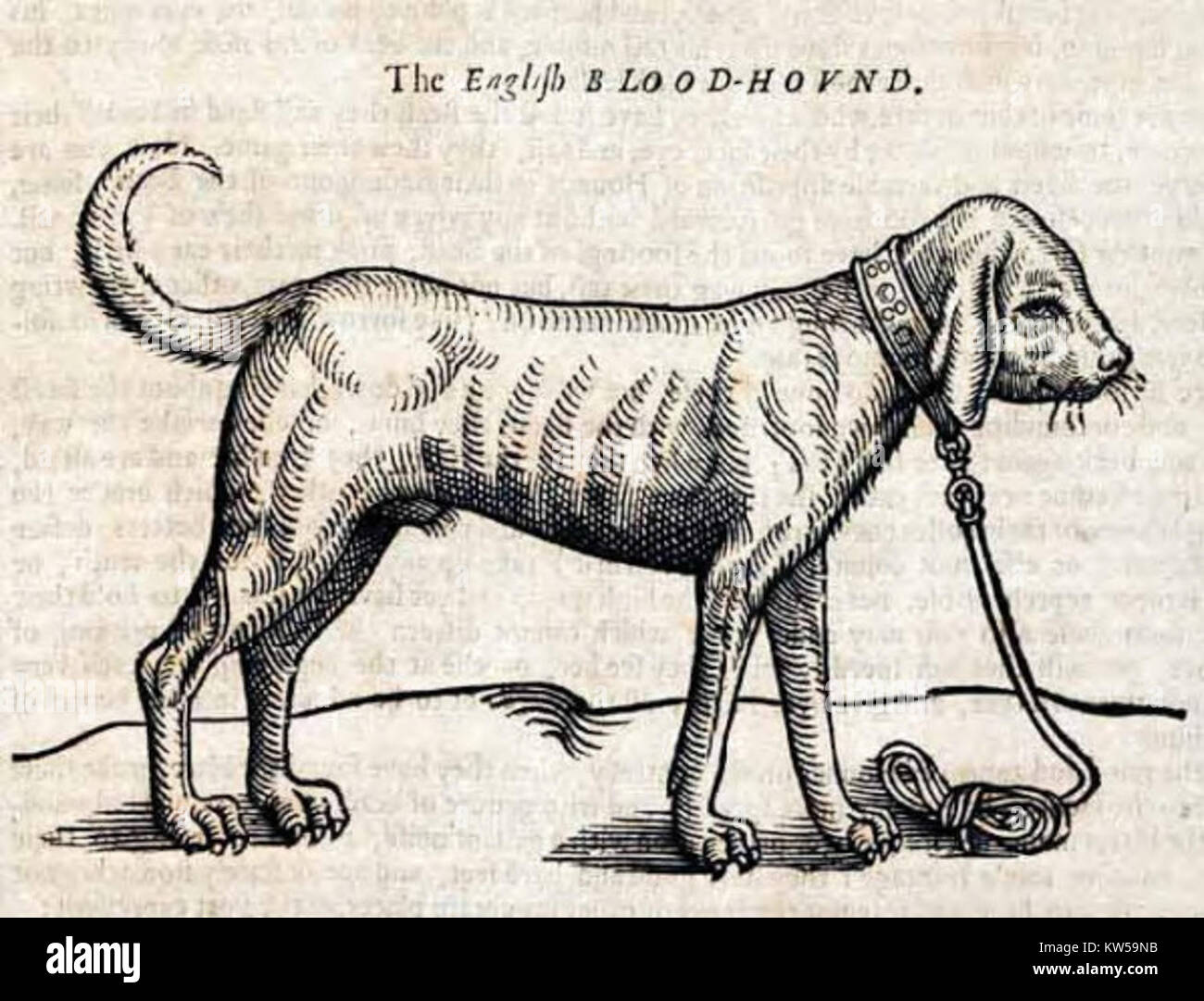 The Bloodhound Eng, a high-performance car, was developed for speed ...