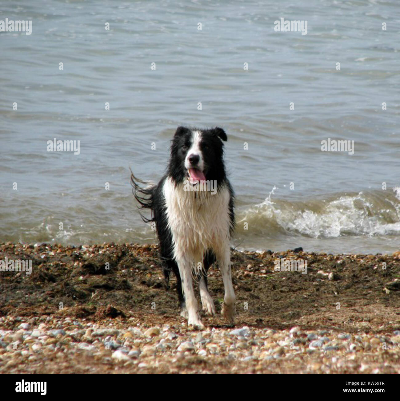 Herding instincts hi-res stock photography and images - Alamy