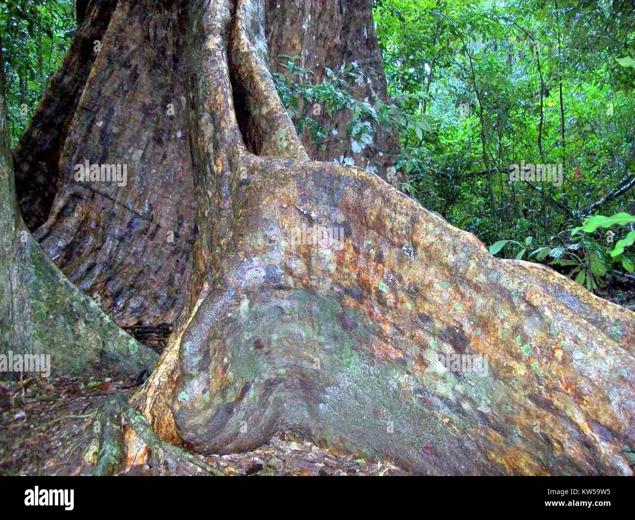 Booyong Reserve is a natural reserve in Australia, home to various ...