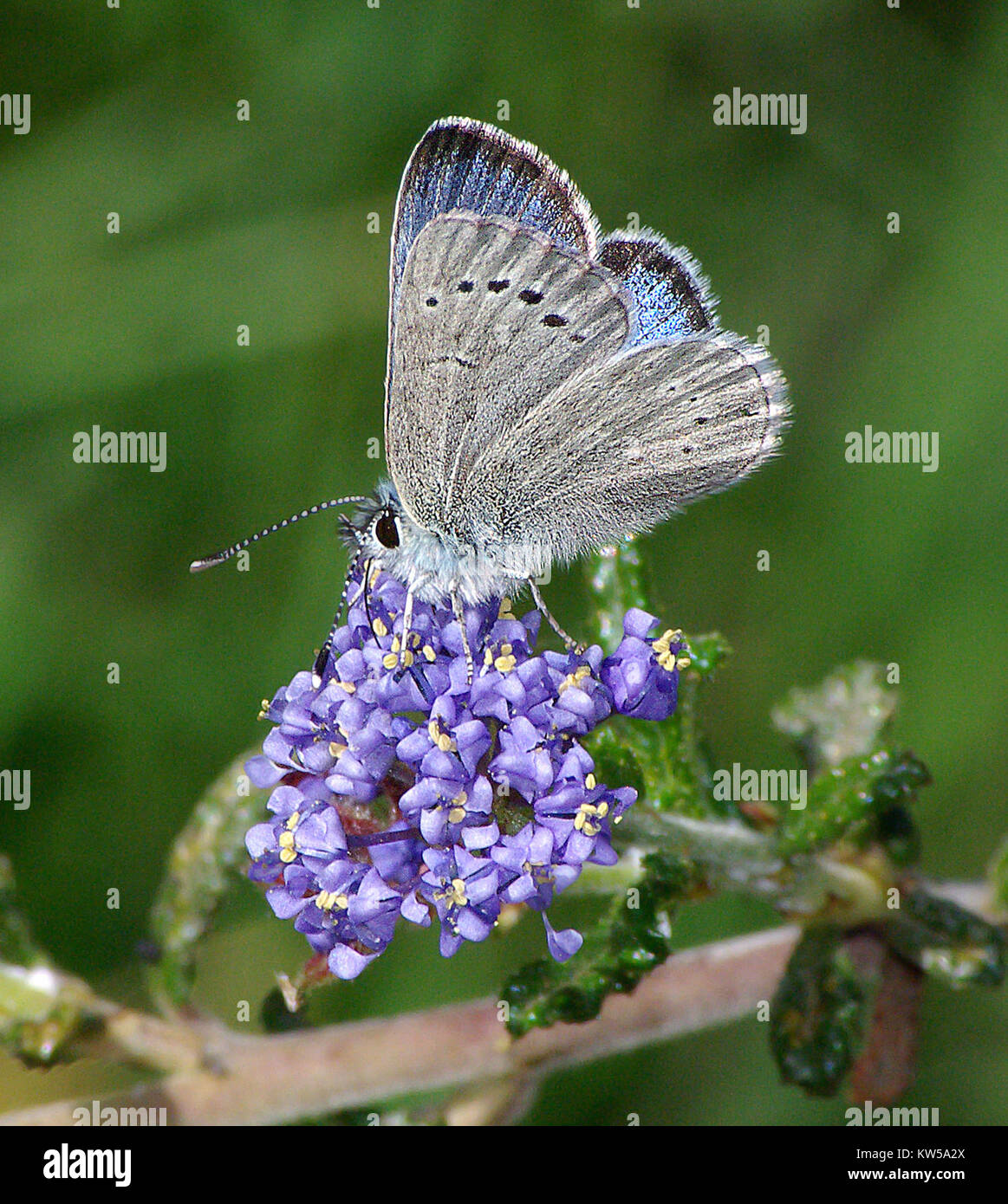 The silvery blue butterfly, Glaucopsyche lygdamus, was observed in ...