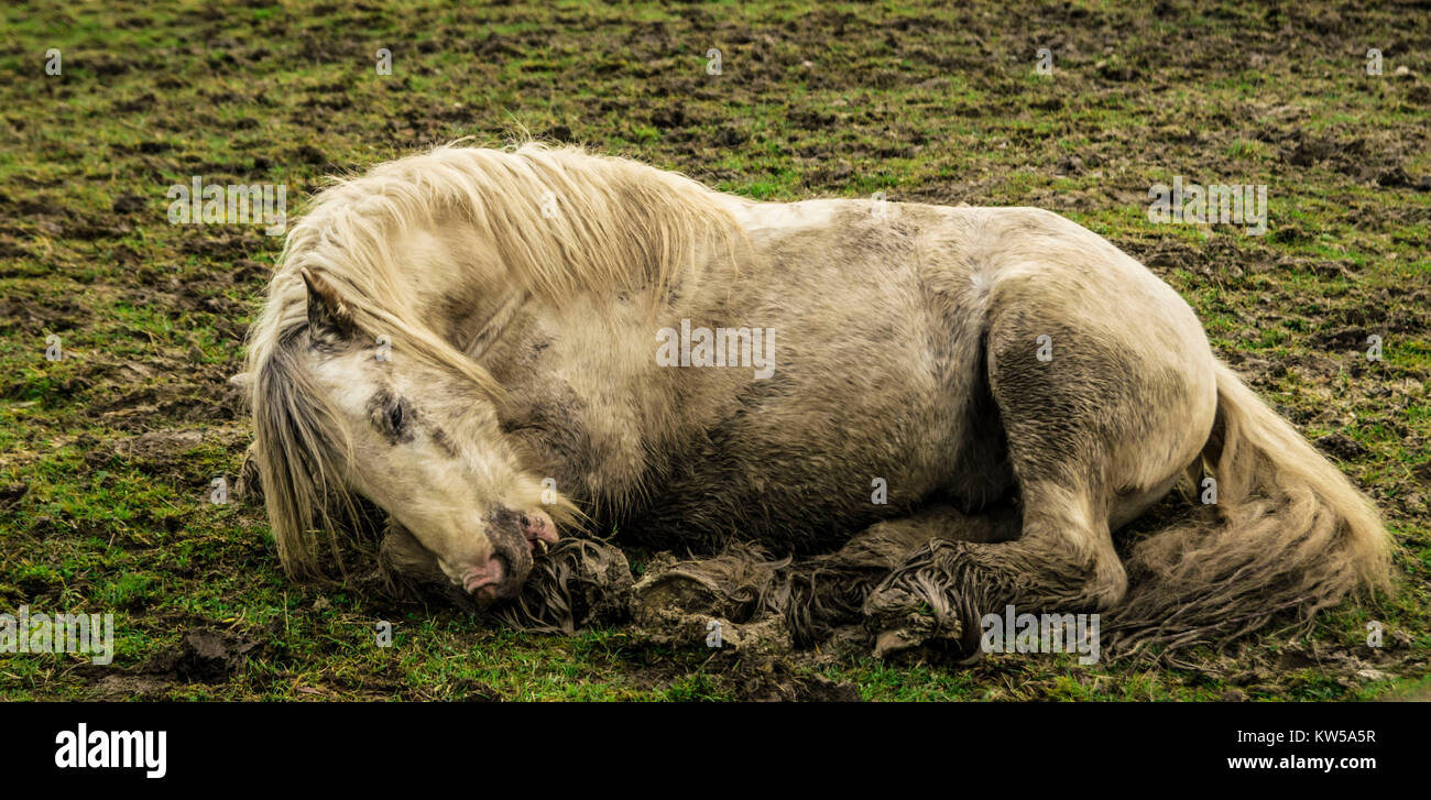Dirty horse on a pasture Stock Photo - Alamy