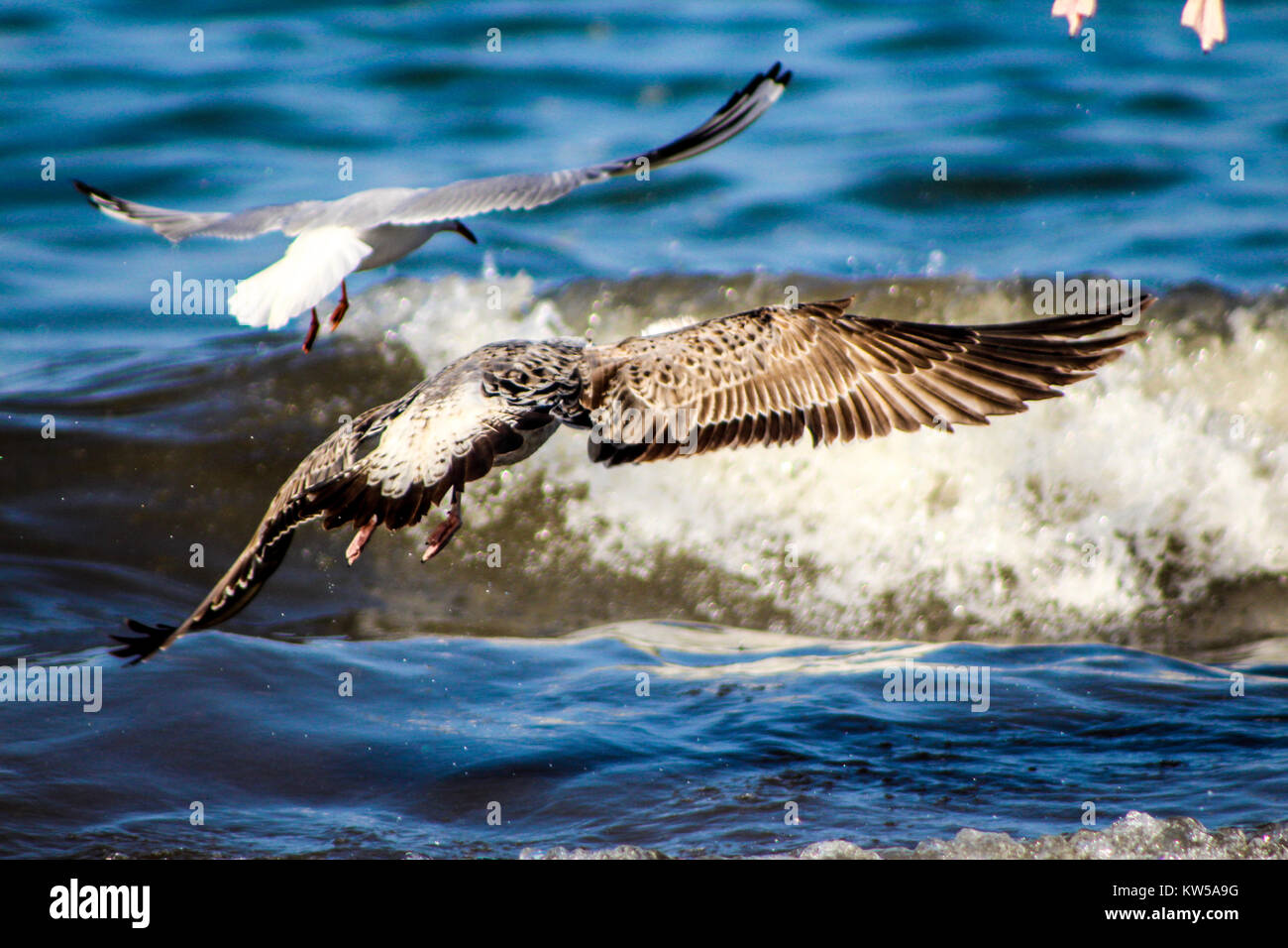 Seagull eating fishes Using different backgrounds the bird becomes more ...
