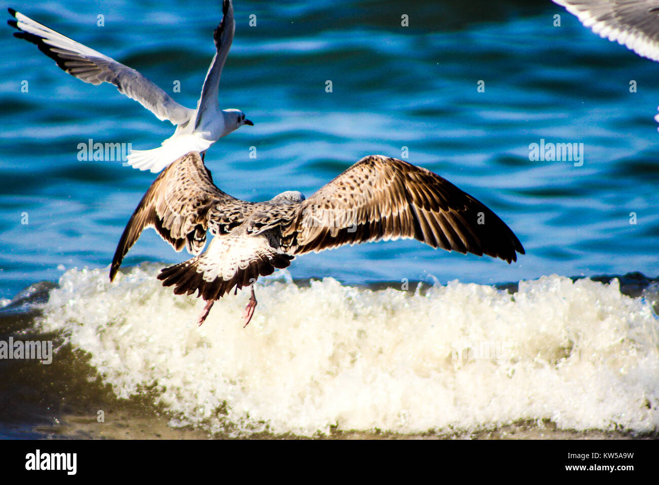 Seagull eating fishes Using different backgrounds the bird becomes more ...