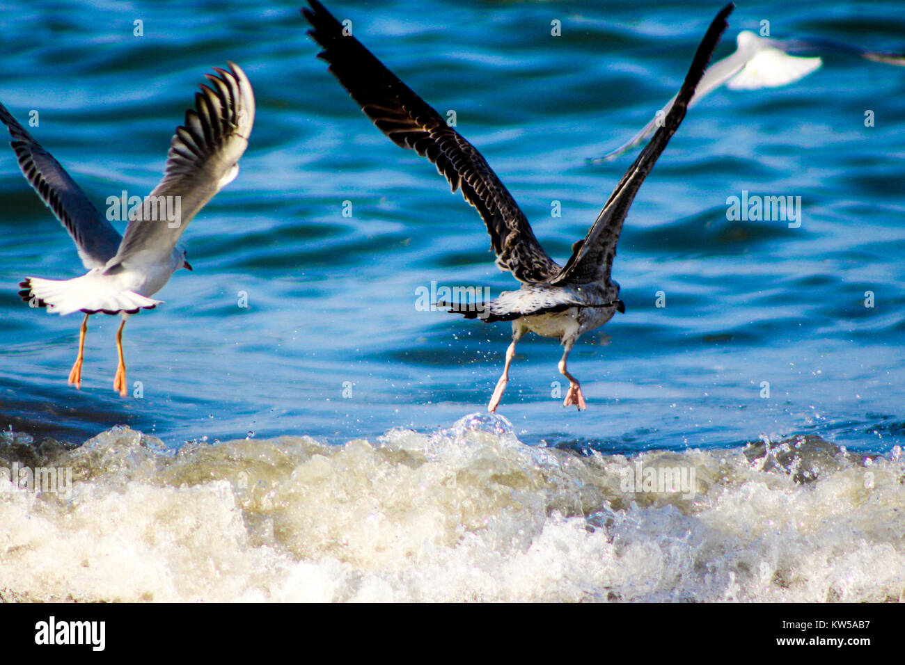 Seagull eating fishes Using different backgrounds the bird becomes more ...