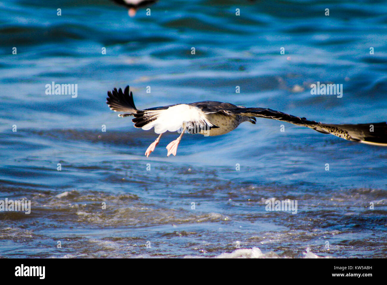 Fish eating birds hi-res stock photography and images - Alamy