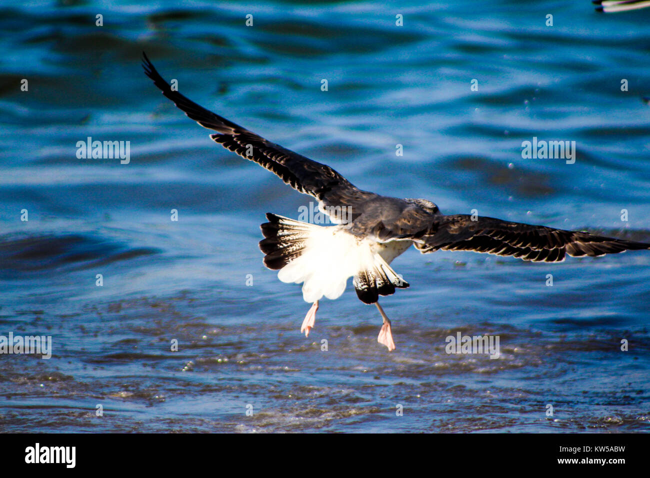 Seagull eating fishes Using different backgrounds the bird becomes more ...