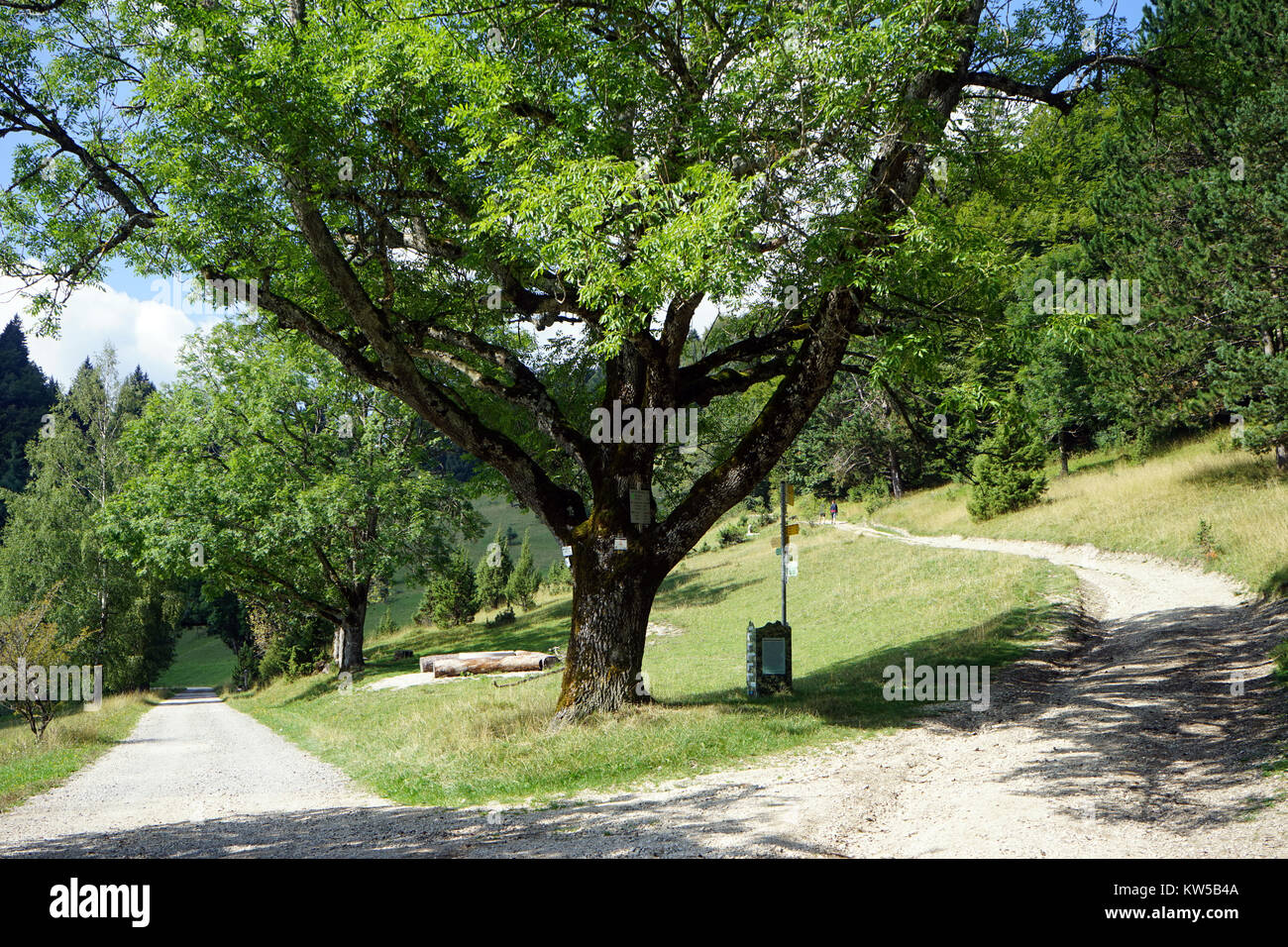 Crossroads and big tree on the hiking trail Albsteig in Swabia, Germany ...
