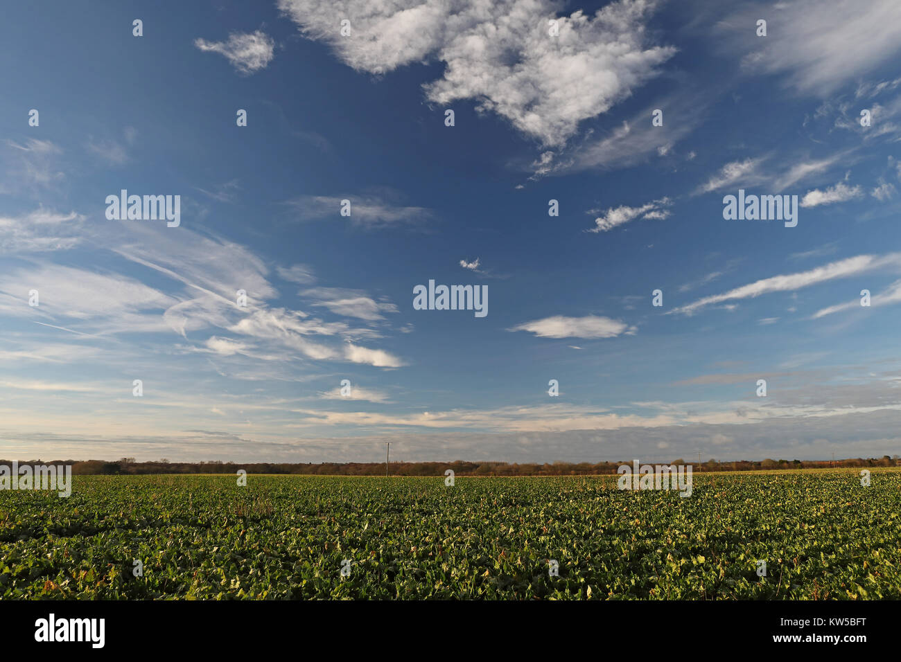 view over Sugar Beet (Beta vulgaris) crop Hempstead, Lessingham ...