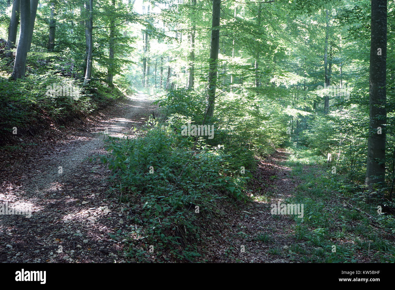 Footpath in the forest in Swabia, Germany Stock Photo - Alamy