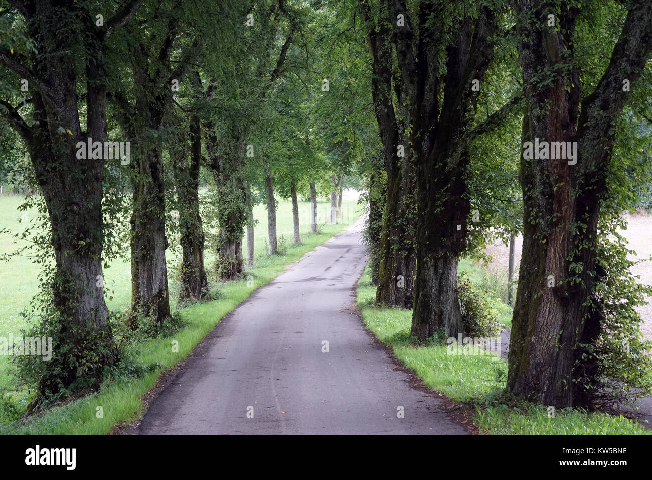 Asphalt road and row of trees in Swabia, Germany Stock Photo - Alamy