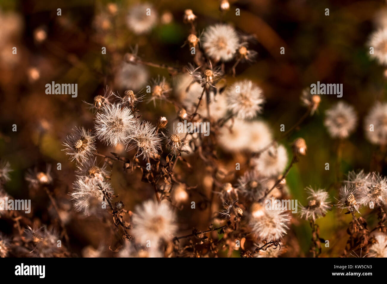 Dry dandelion flowers abstract hi-res stock photography and images - Alamy