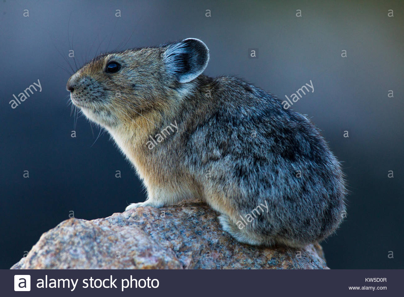 Pikas Stock Photos & Pikas Stock Images - Alamy
