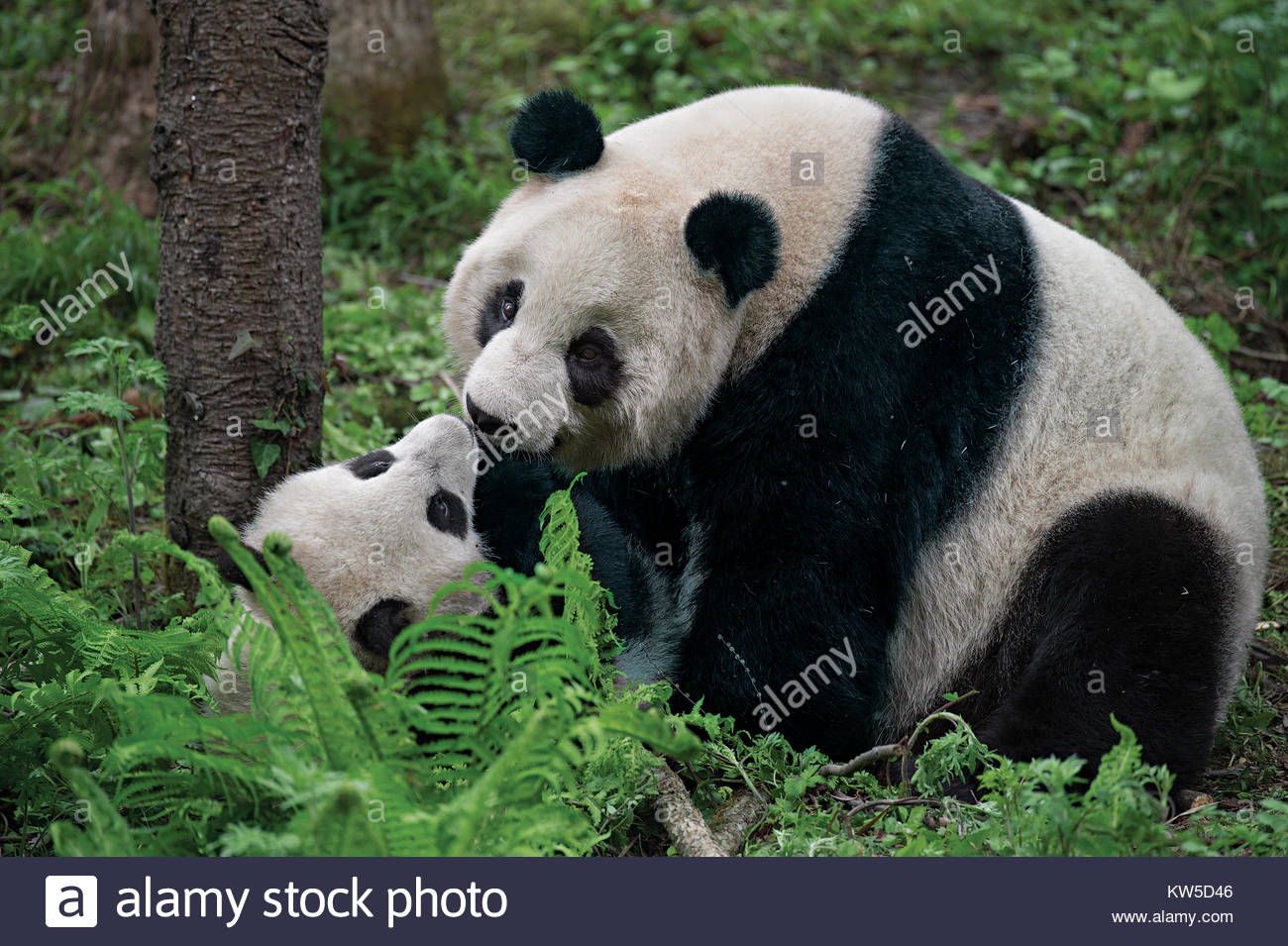 Pandas China High Resolution Stock Photography and Images - Alamy