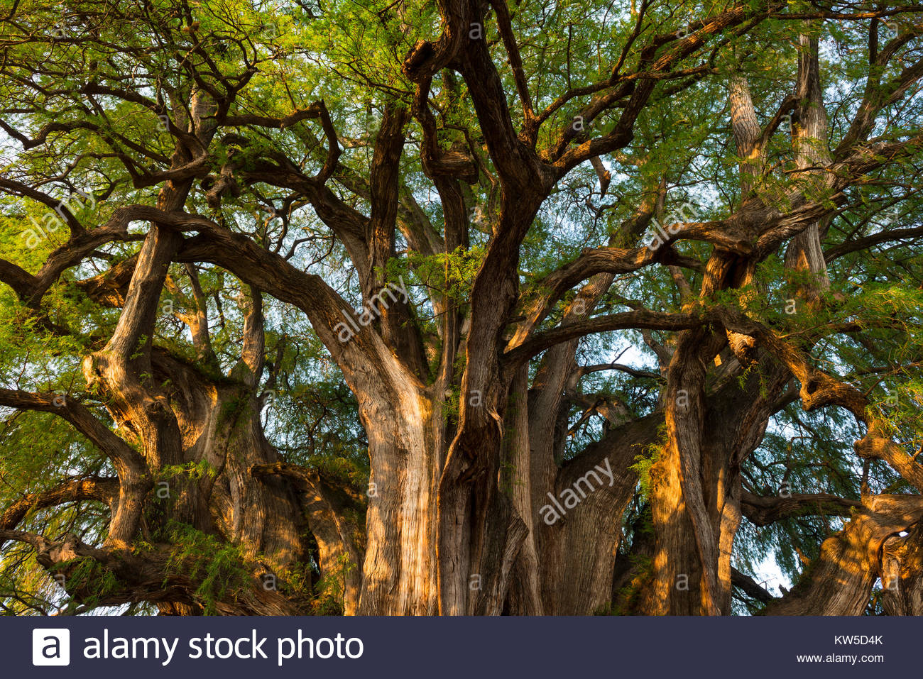 El Arbol Del Tule Stock Photos & El Arbol Del Tule Stock Images - Alamy