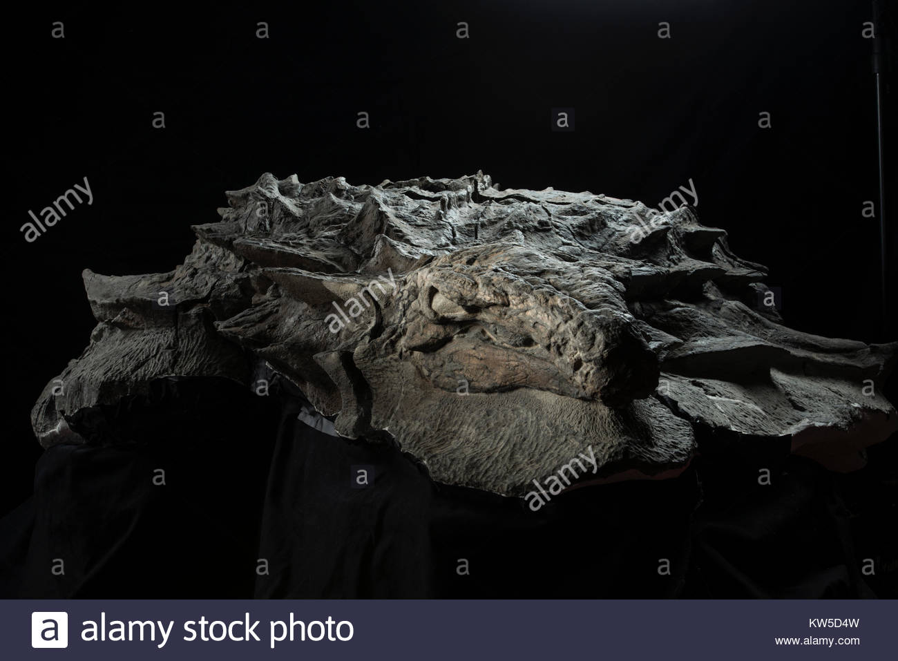 Nodosaur High Resolution Stock Photography and Images - Alamy