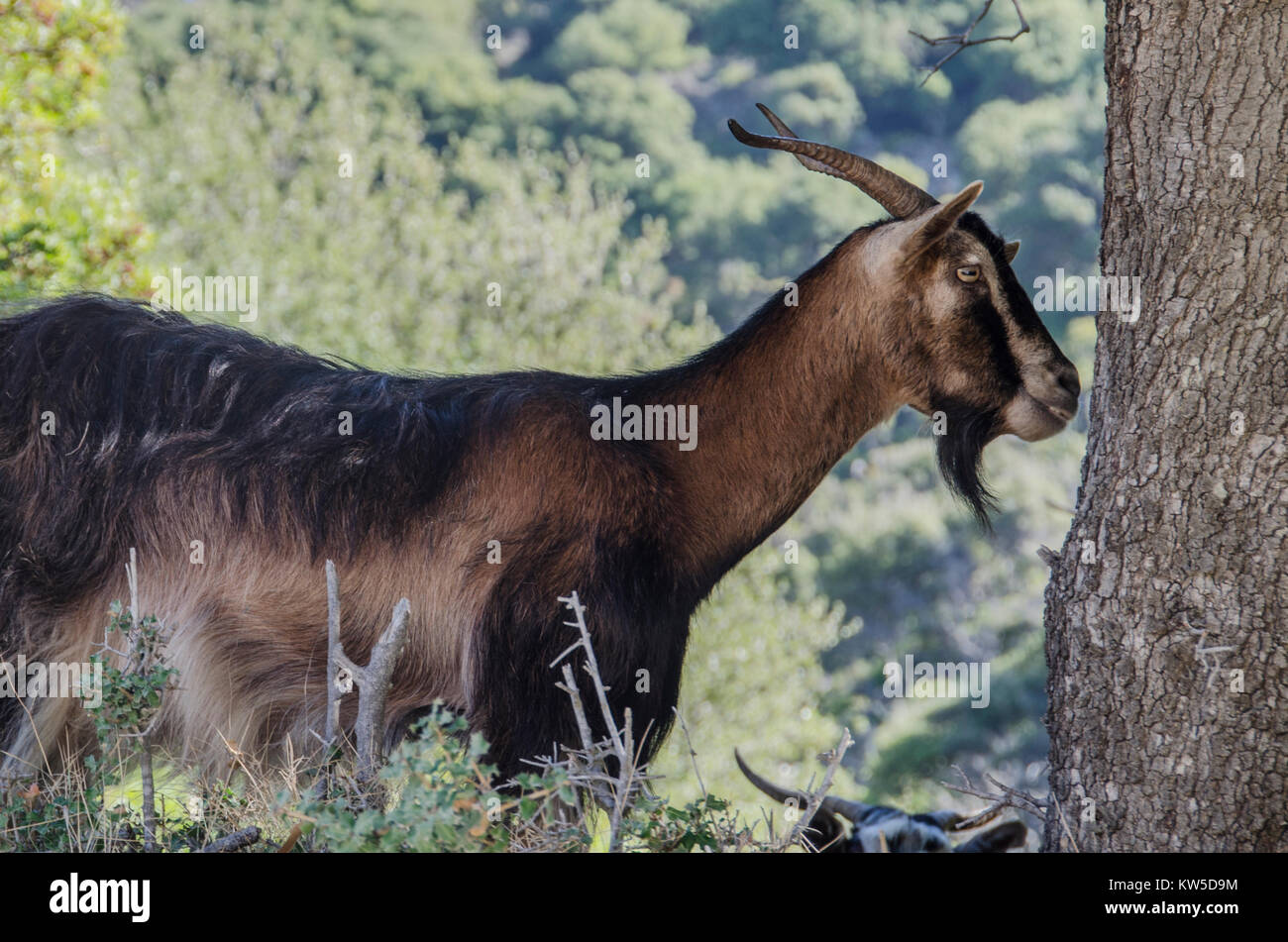 greek goat in the island of Kefalonia near myrtos beach Stock Photo - Alamy
