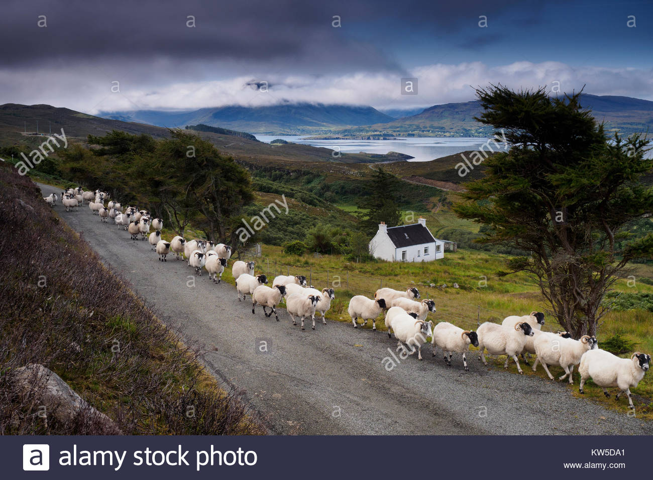 Sheep Scotland Highlands Scotland Stock Photos & Sheep Scotland ...