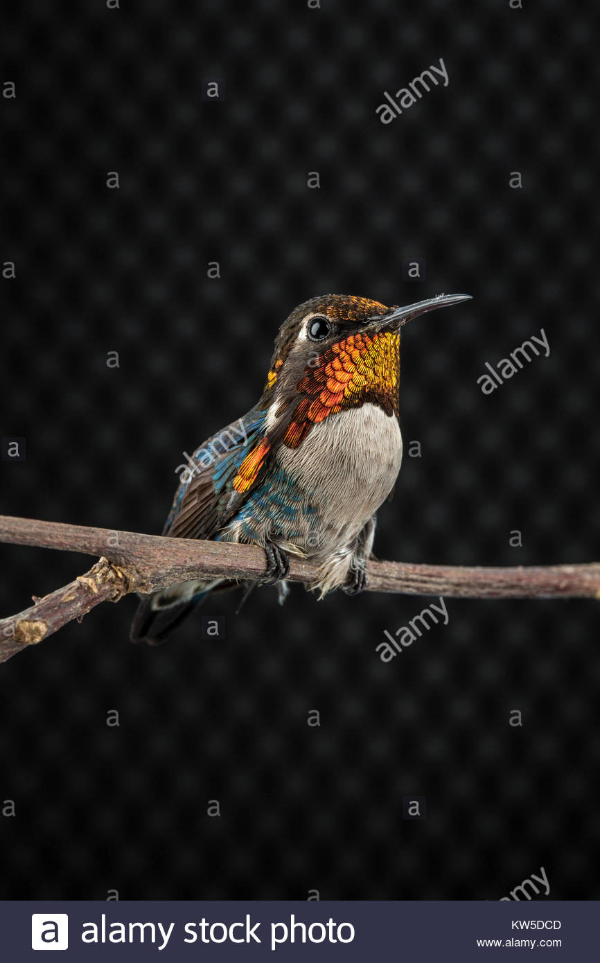 Cuban Bee Hummingbird Stock Photos & Cuban Bee Hummingbird Stock Images ...