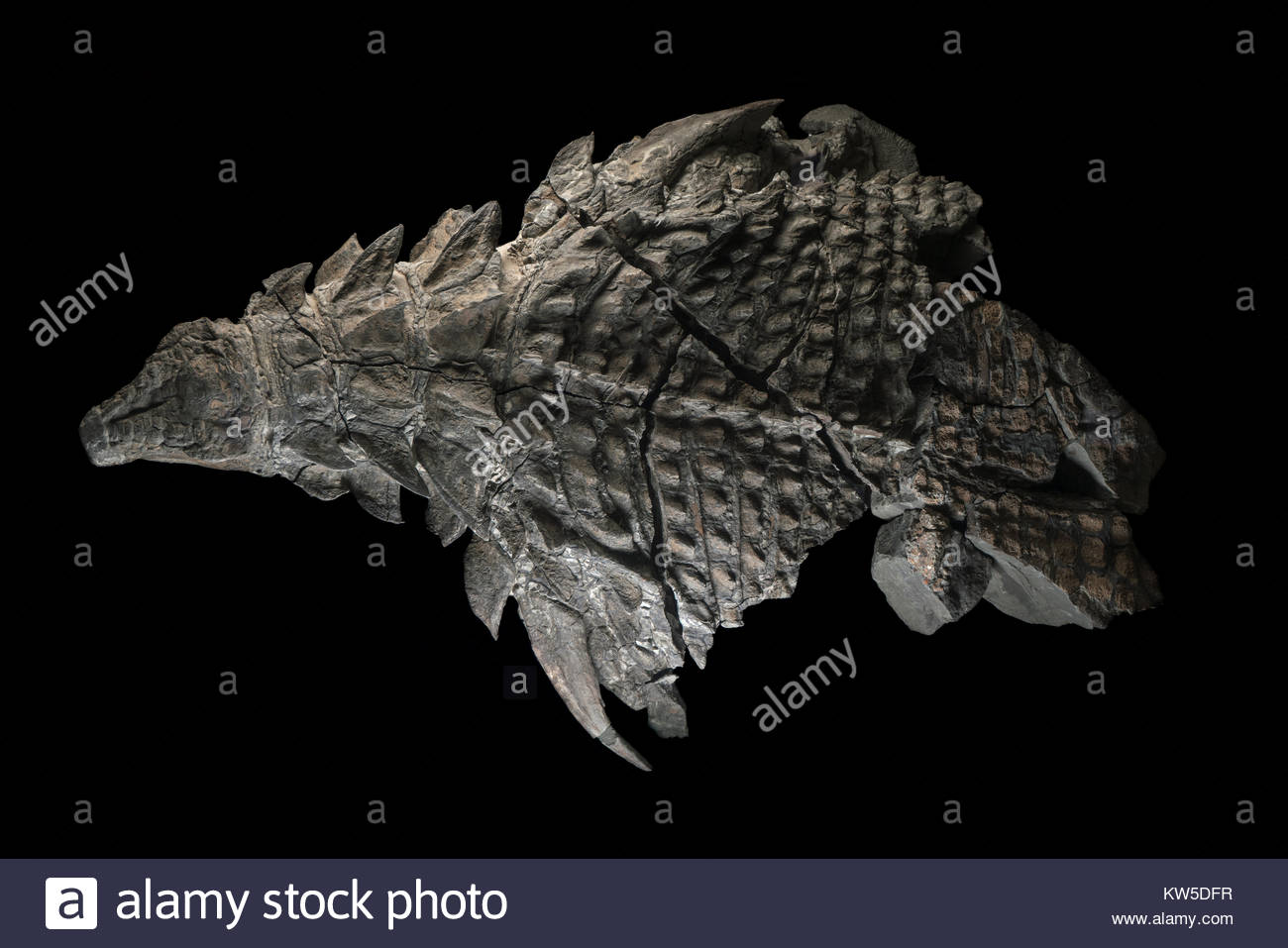 Nodosaur High Resolution Stock Photography and Images - Alamy