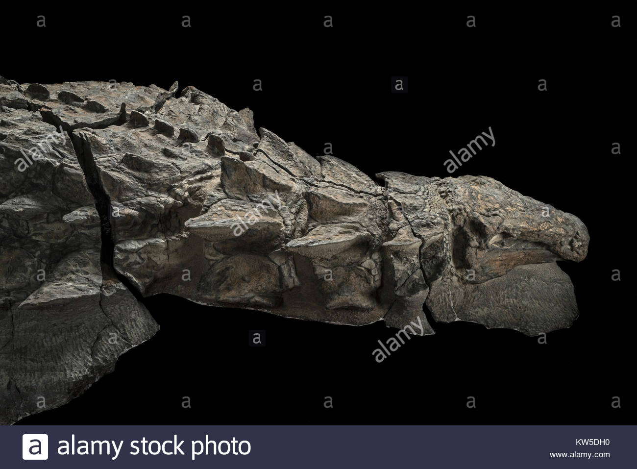 Nodosaur Stock Photos & Nodosaur Stock Images - Alamy