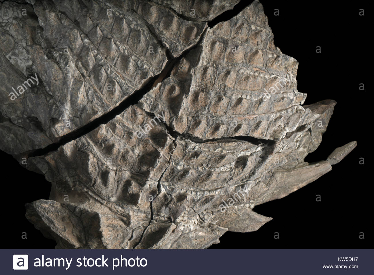Nodosaur High Resolution Stock Photography and Images - Alamy