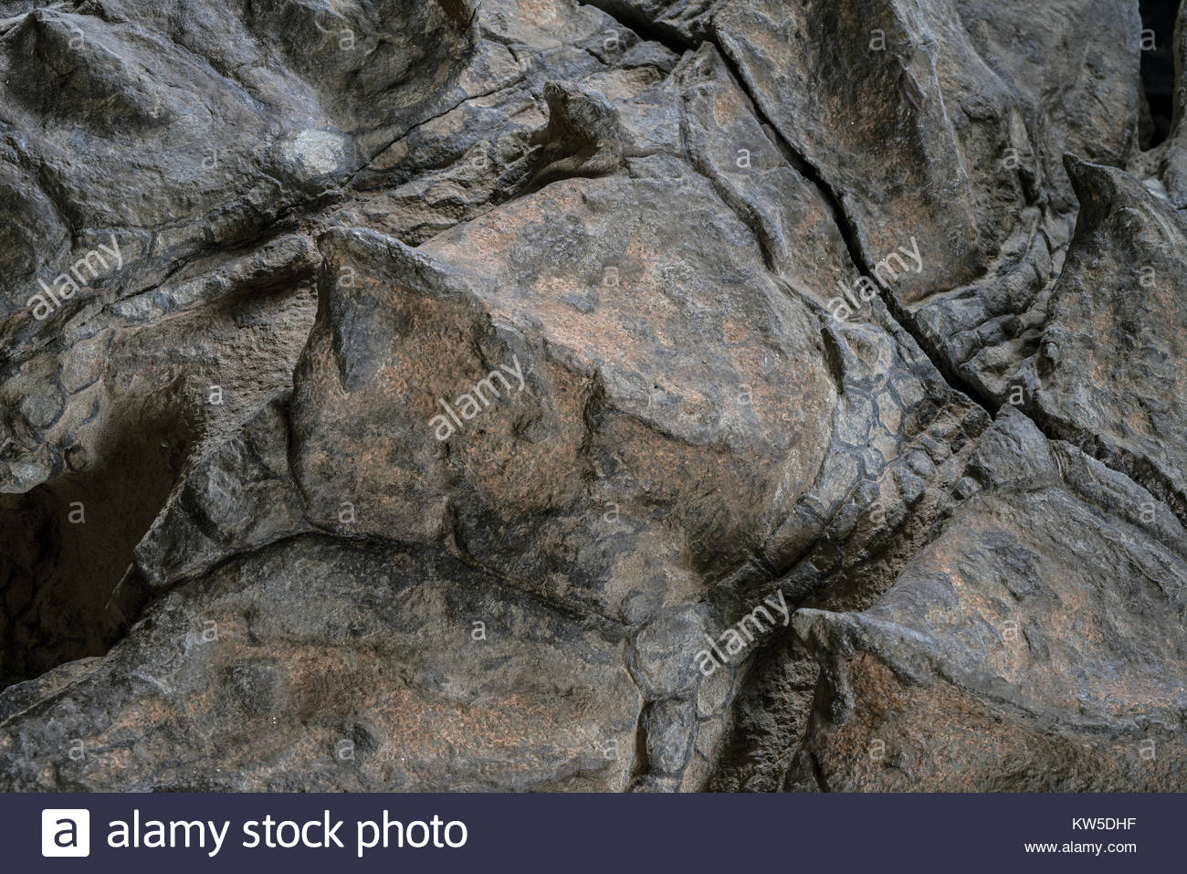 Nodosaur High Resolution Stock Photography and Images - Alamy