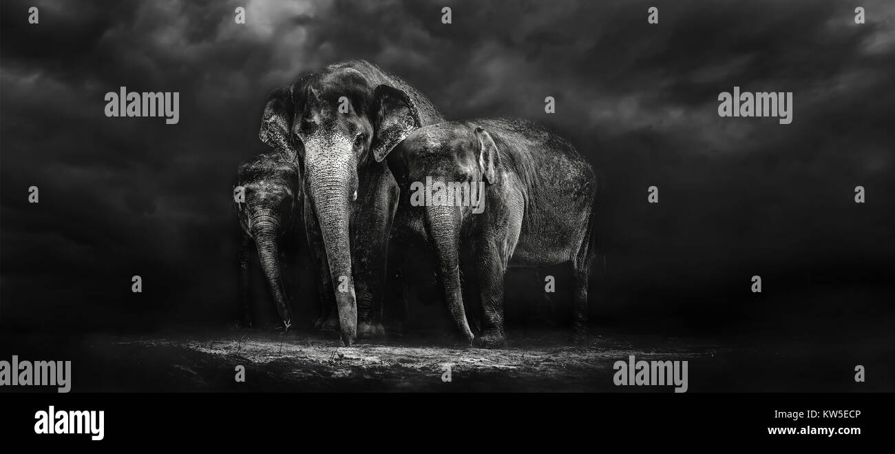 Elephant family. storm in the savannah Stock Photo - Alamy