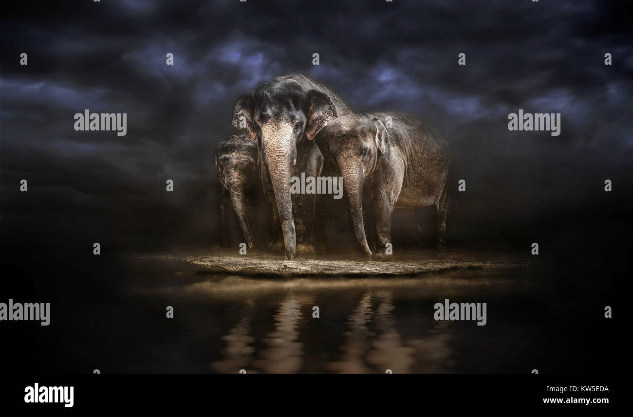 Group of elephants at the watering. Elephant family. storm in the ...