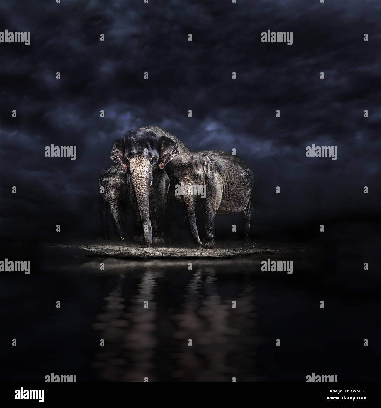 Group of elephants at the watering. Elephant family. storm in the ...