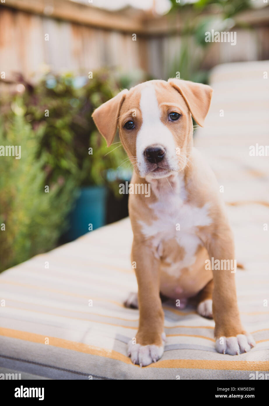 Mix Bull Pit Rowellter