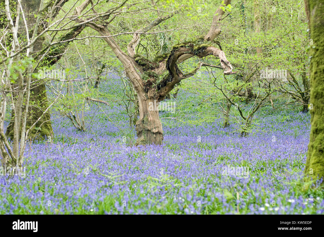 Old Oak in bluebell wood near Okehampton Devon Stock Photo - Alamy