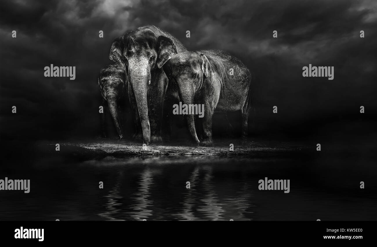 Group of elephants at the watering. Elephant family. storm in the ...