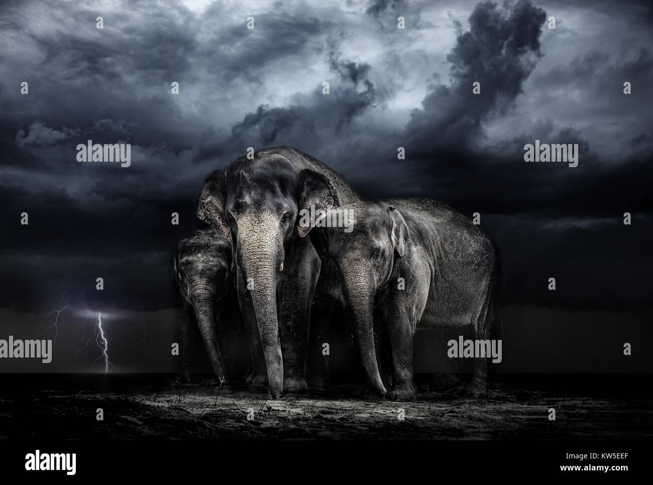 Elephant family. storm in the savannah Stock Photo - Alamy