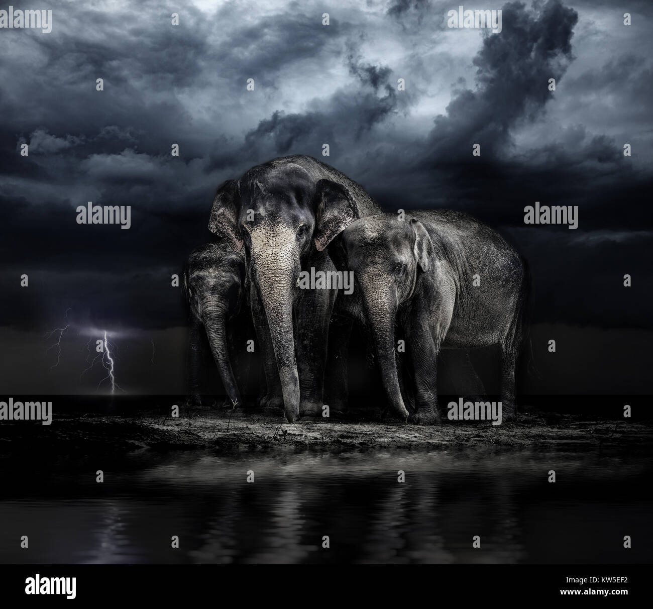Elephant family. storm in the savannah Stock Photo - Alamy