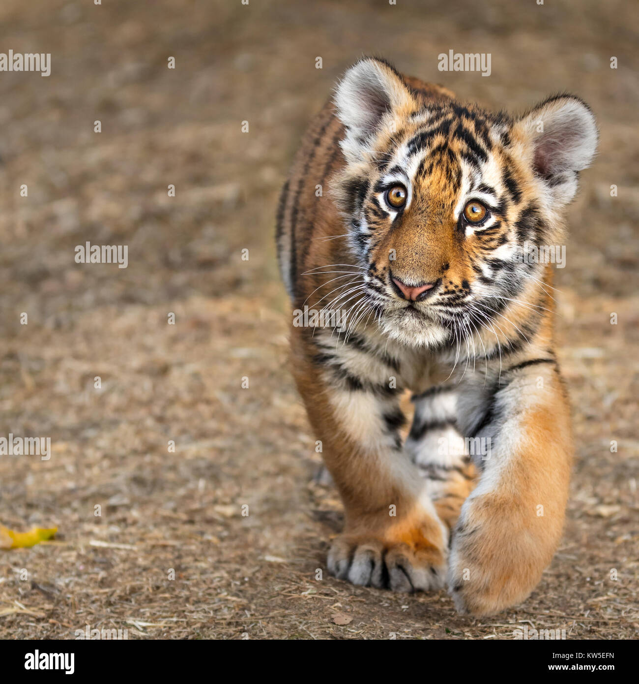 Tiger cub hi-res stock photography and images - Alamy